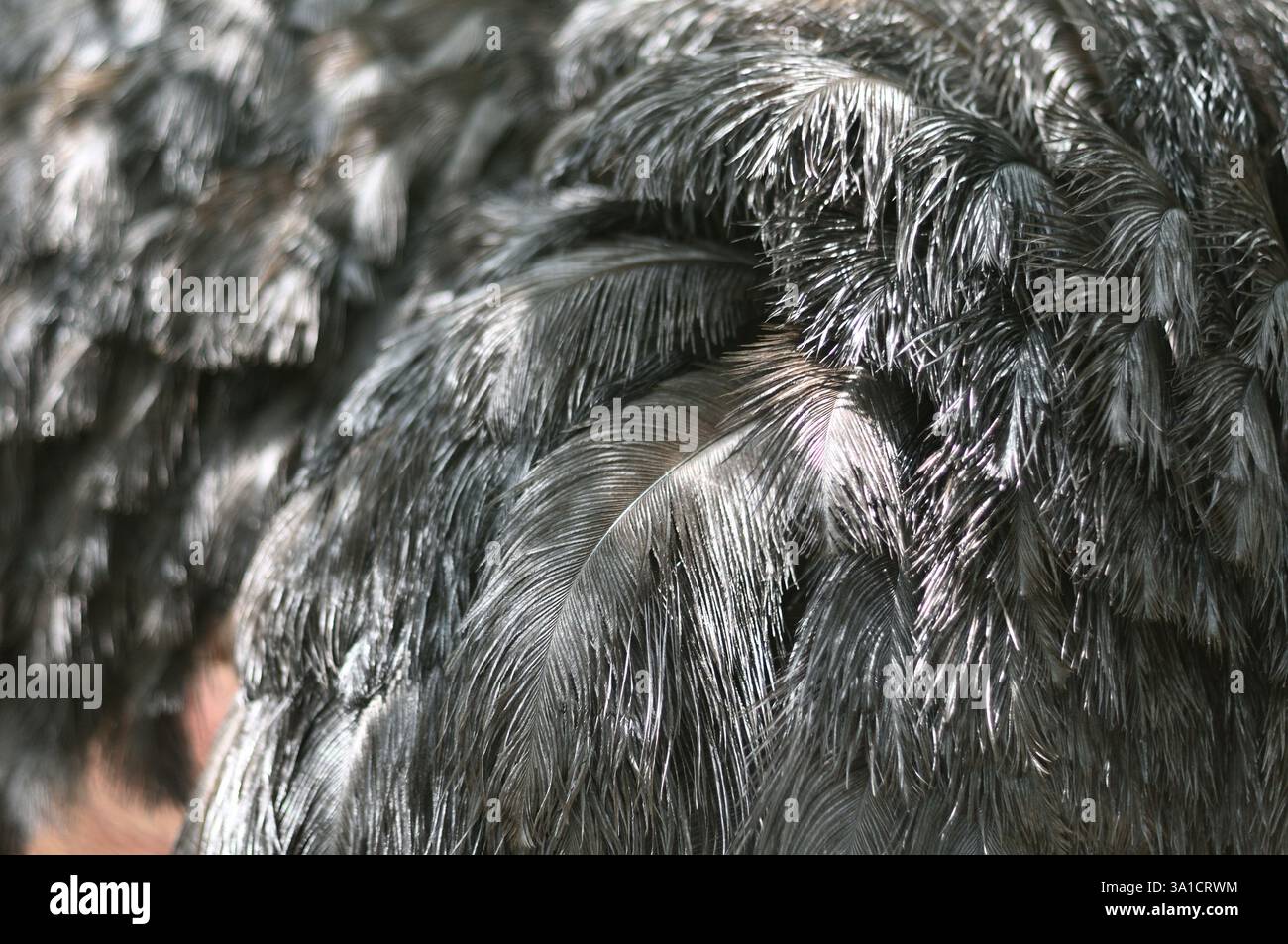 Ostrich anatomy hi-res stock photography and images - Alamy