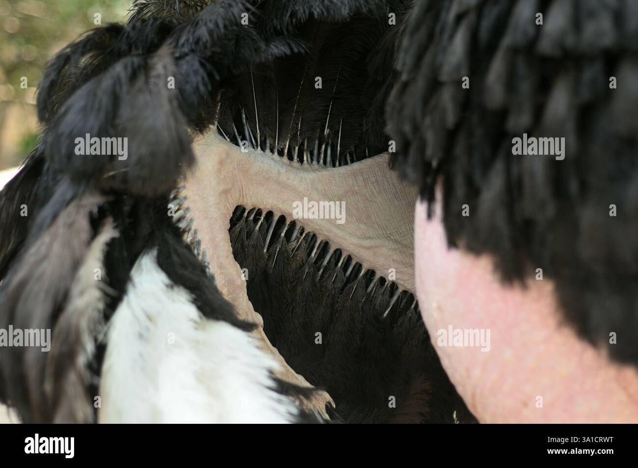 Ostrich anatomy hi-res stock photography and images - Alamy