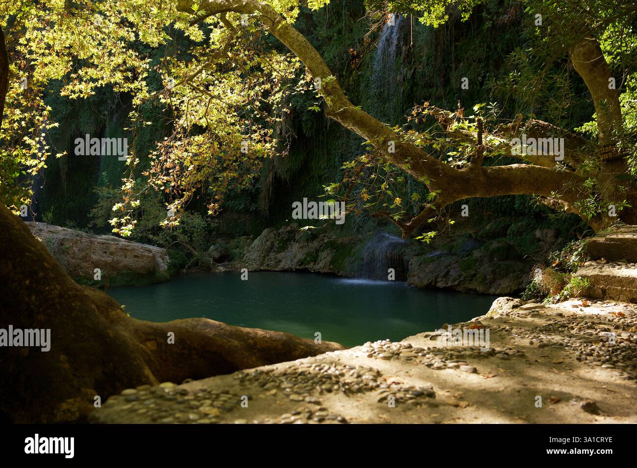 Sunlit Forest Pool with Overhanging Branches Stock Photo - Alamy