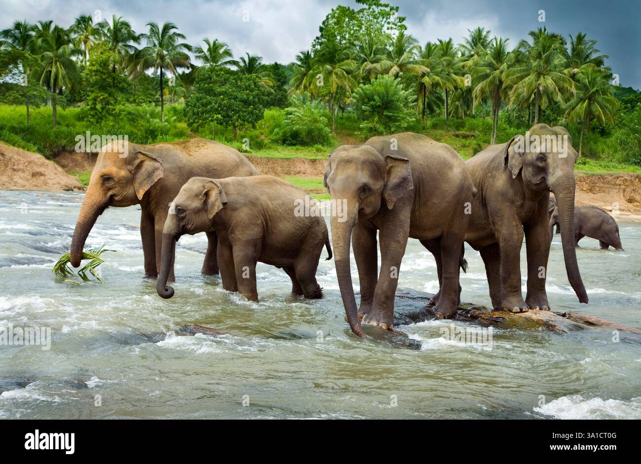 A herd of Asian Elephants cross a large river Stock Photo - Alamy