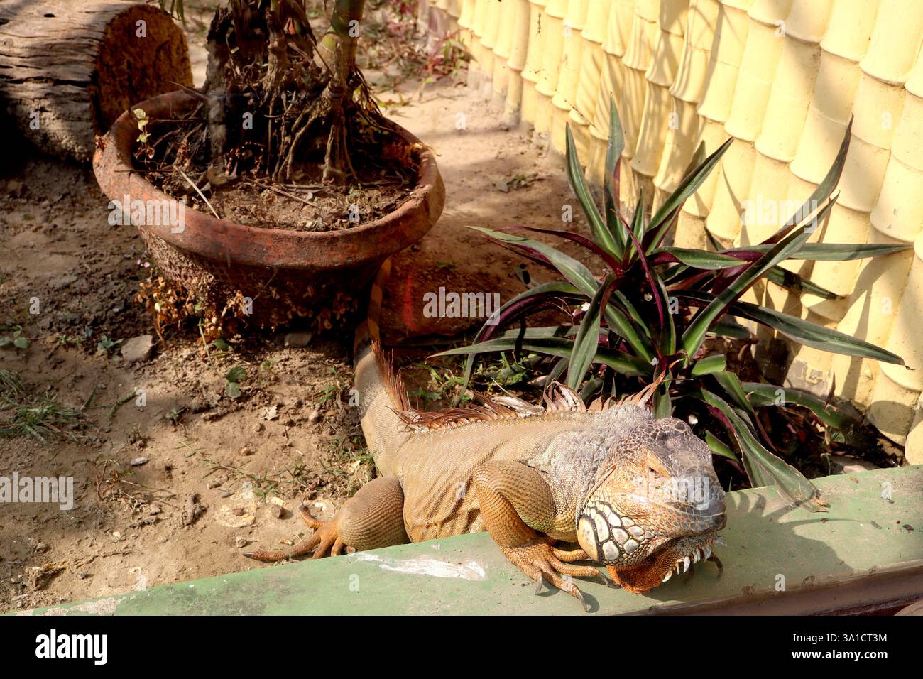 Sunbathing Iguana by the Pot. A majestic iguana basking in the sunlight ...