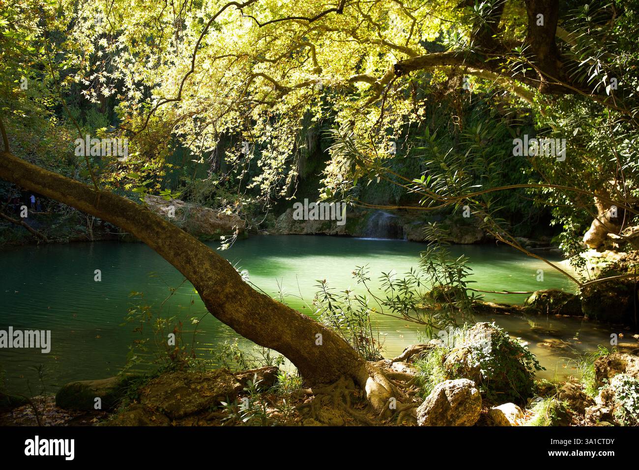 Sunlit forest lake with overhanging tree Stock Photo - Alamy