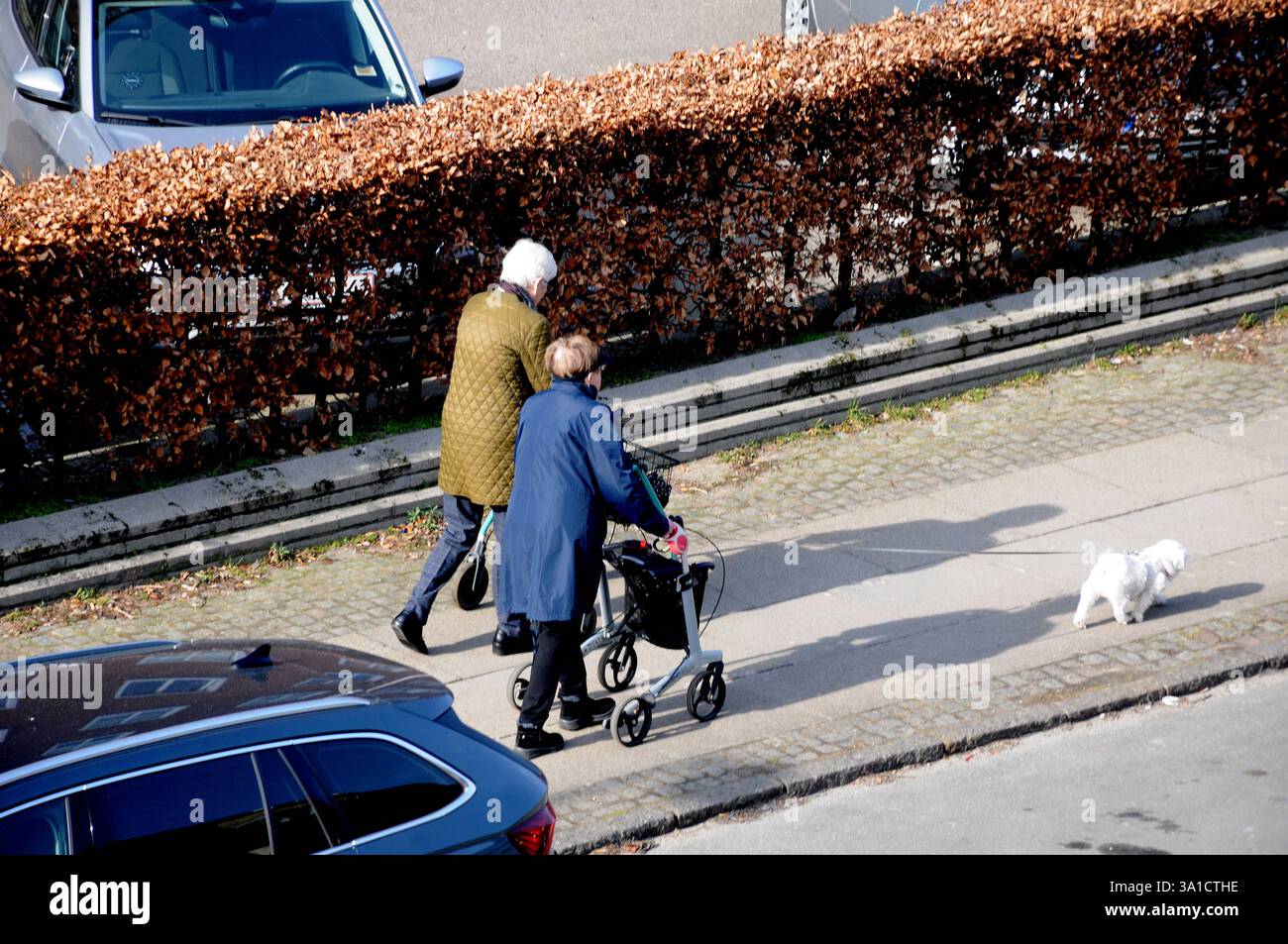Copenhagen/ Denmark/09 MARCH 2025 Senior citizen walking pets in ...