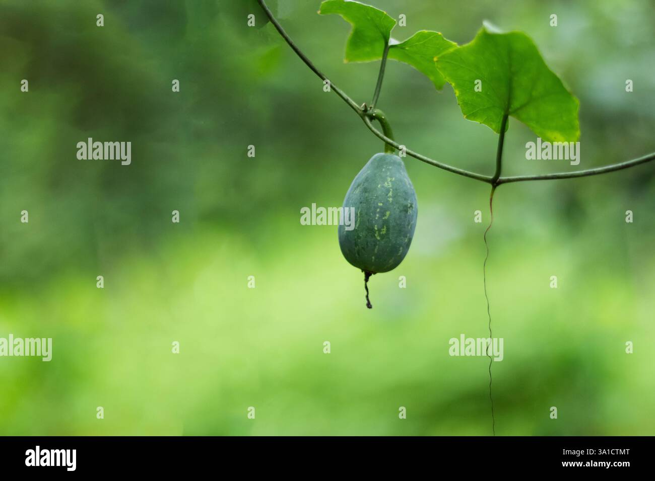 Ivy gourd Coccinia grandis also known as scarlet gourd, is a tropical ...