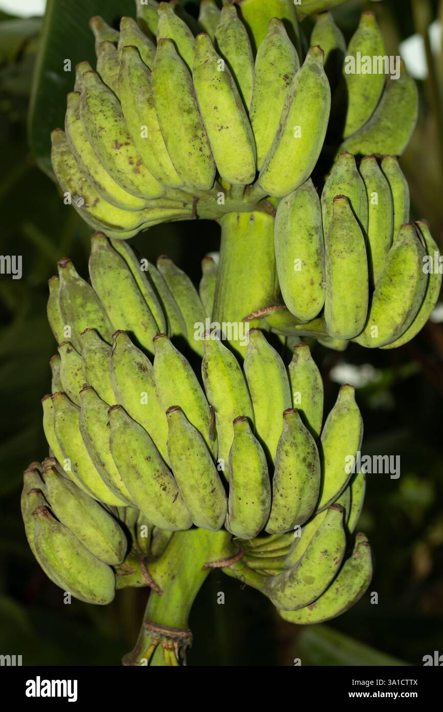 Raw bananas provide vitamins B6 and C, supporting metabolism, immunity ...