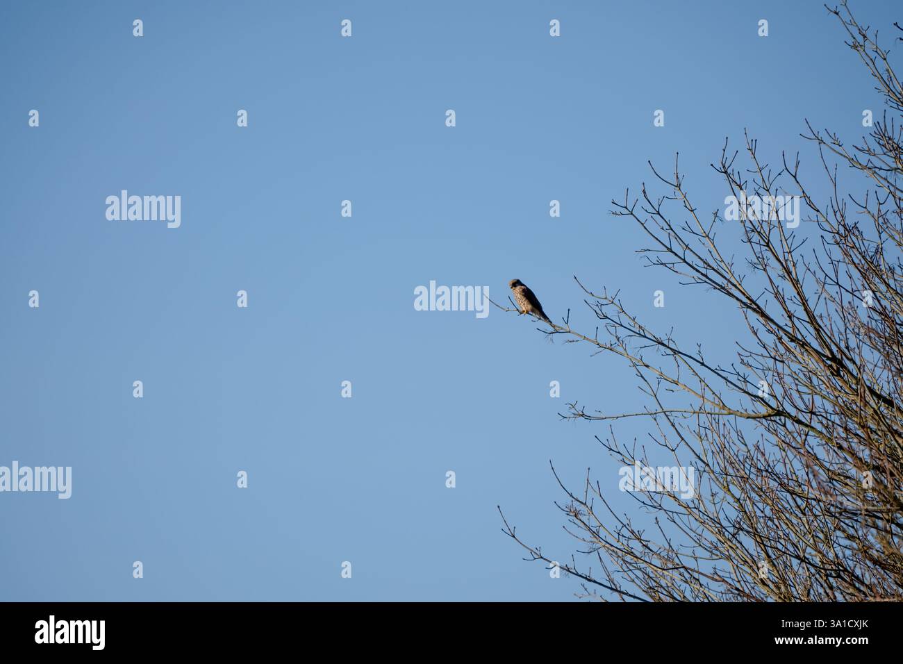 a kestrel (Falco tinnunculus) bird raptor sitting atop a winter tree ...