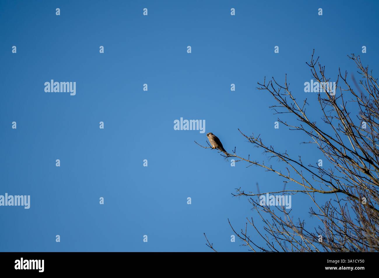 a kestrel (Falco tinnunculus) bird raptor sitting atop a winter tree ...