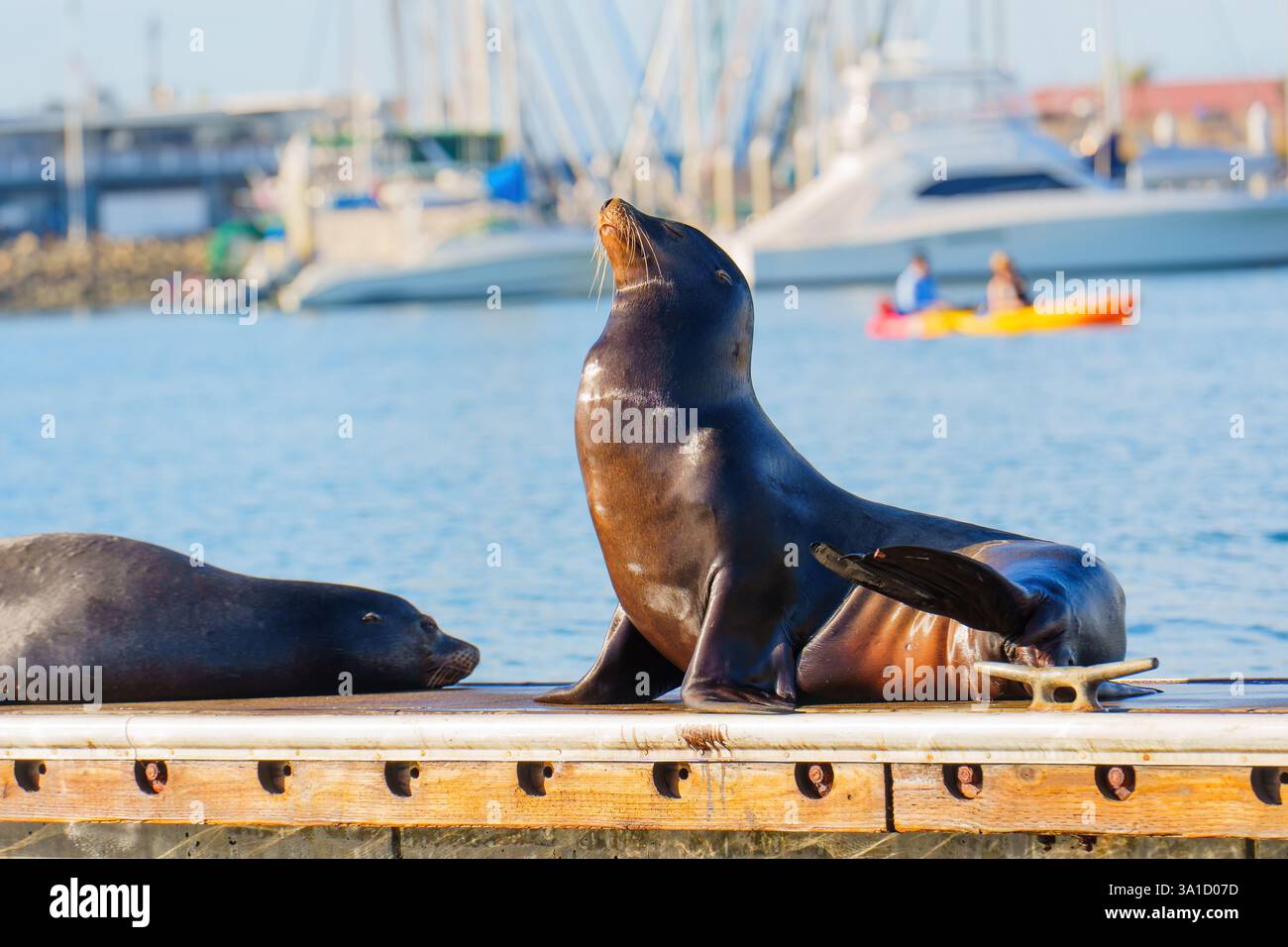 Two sea lions basking in the sun on a dock, with kayakers in the ...