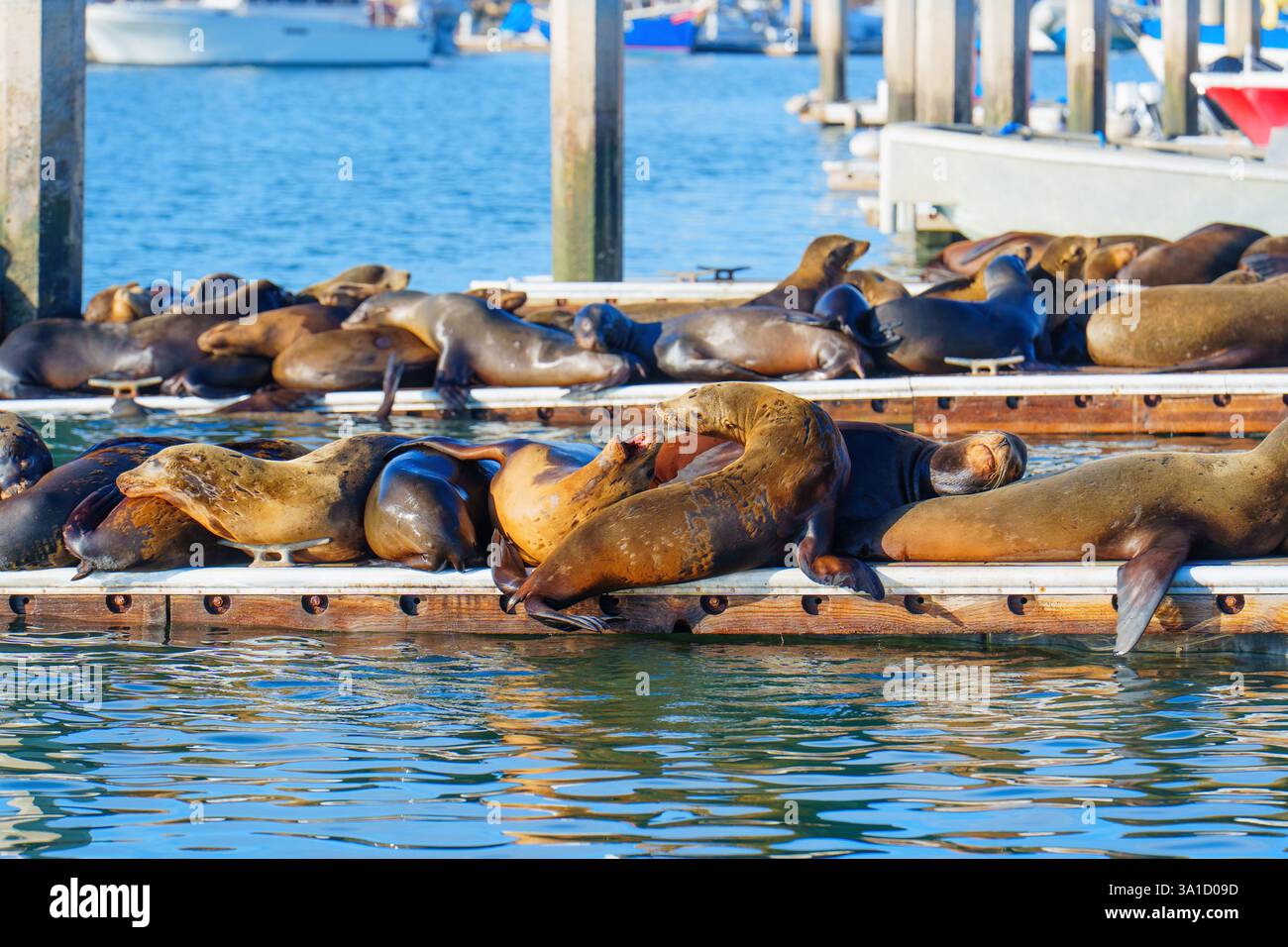 Group of sea lions lounging on floating docks, basking in sunlight, enjoying their time by the ...