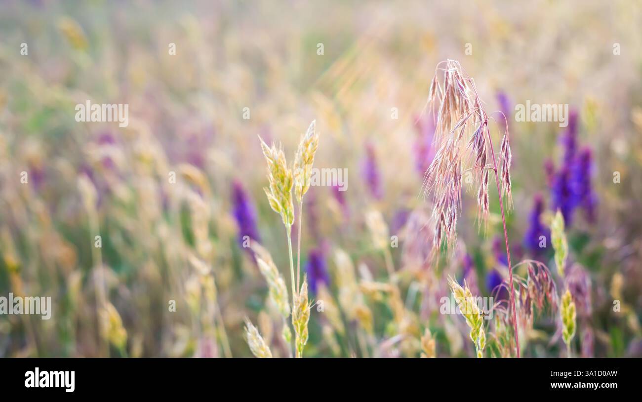 Landscape banner of flowering grass in spring. Pollen allergy, allergen ...