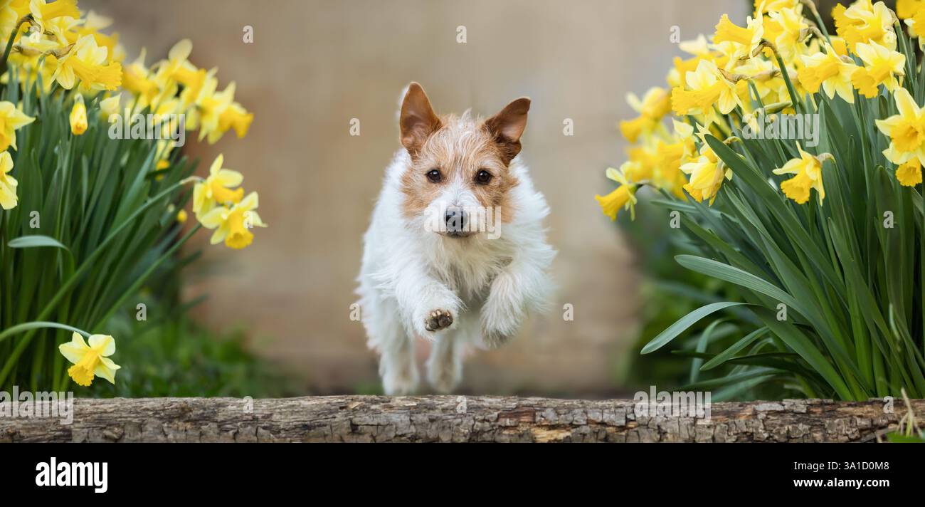 Cute happy pet dog running and jumping next to spring daffodil flowers ...