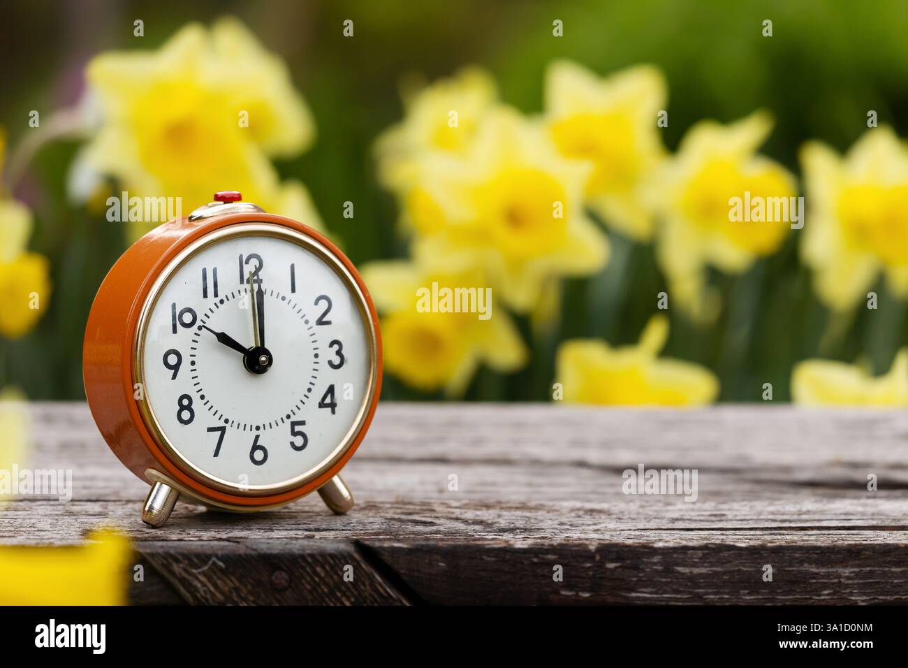 Alarm clock with daffodil flowers in spring. Spring forward, springtime ...