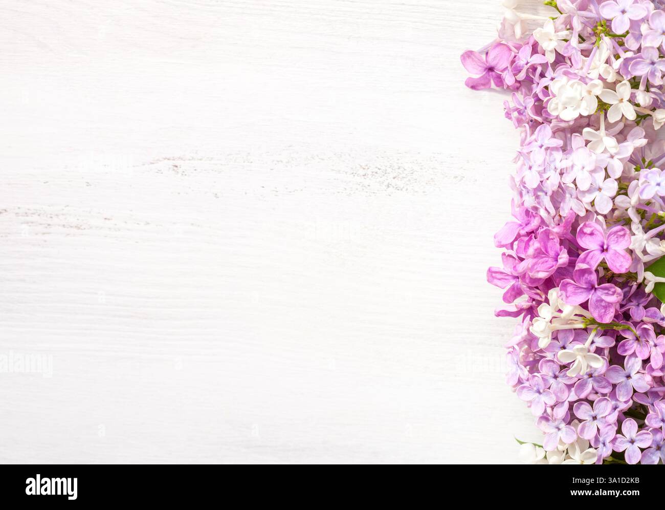 Flowers of Lilac on the white wooden shabby background. Floral border ...