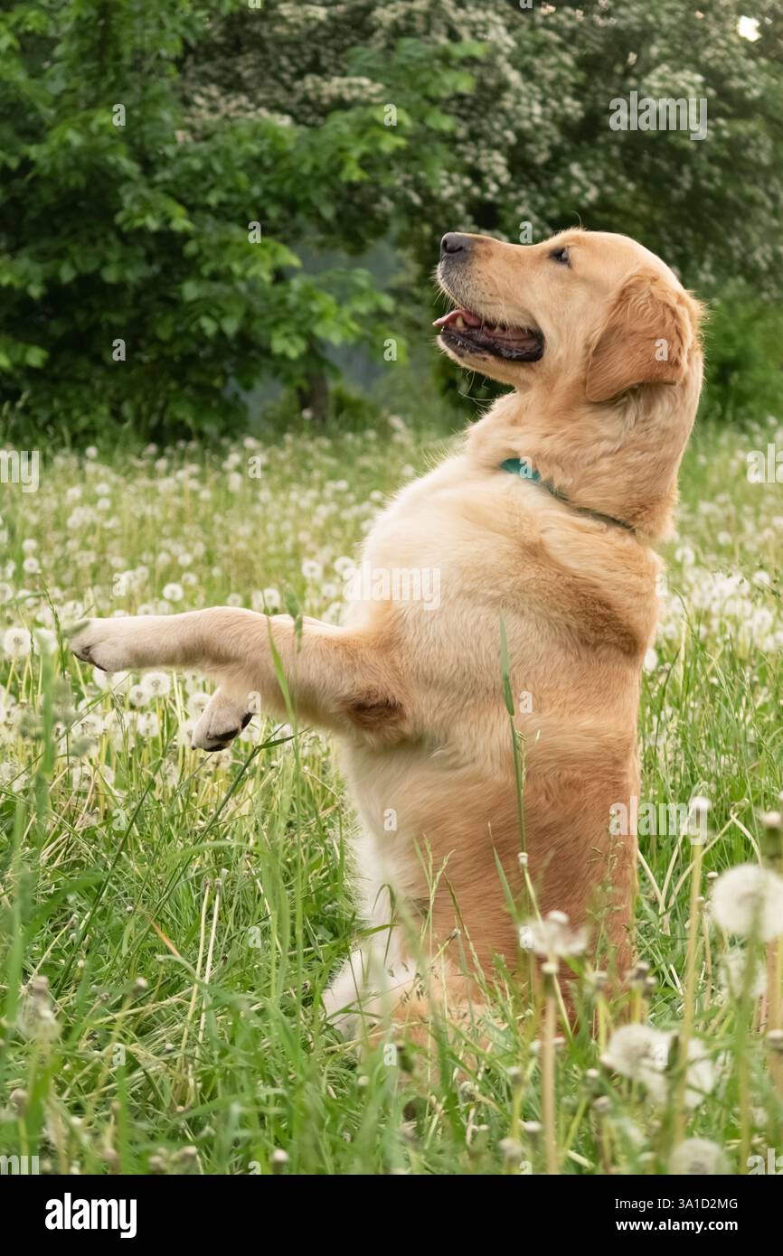 A Golden Retriever dog stands on its hind legs in a field of dandelions ...