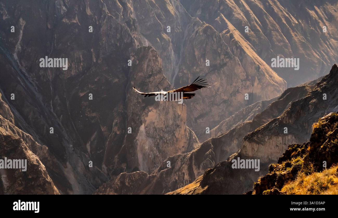 Stunning andean condor flying over the colca canyon, Peru Stock Photo ...