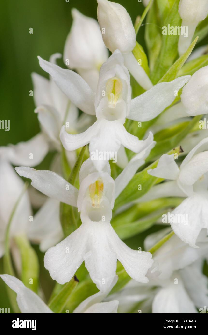 White Flowers of albino Common Spotted Orchid with yellow pollinia ...