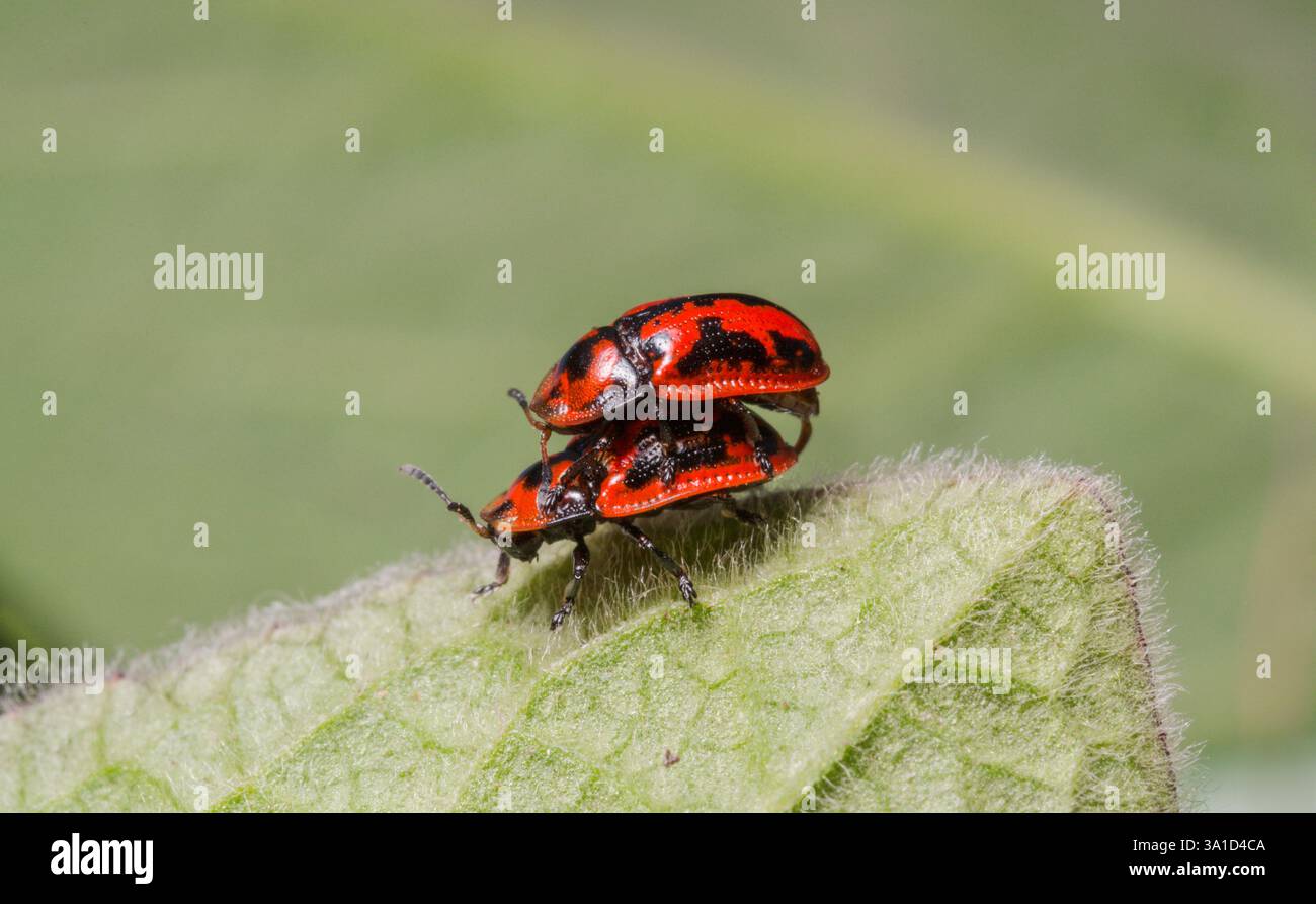 Mating Black and Red Tortoise Beetles on Ploughmans Spikenard ...