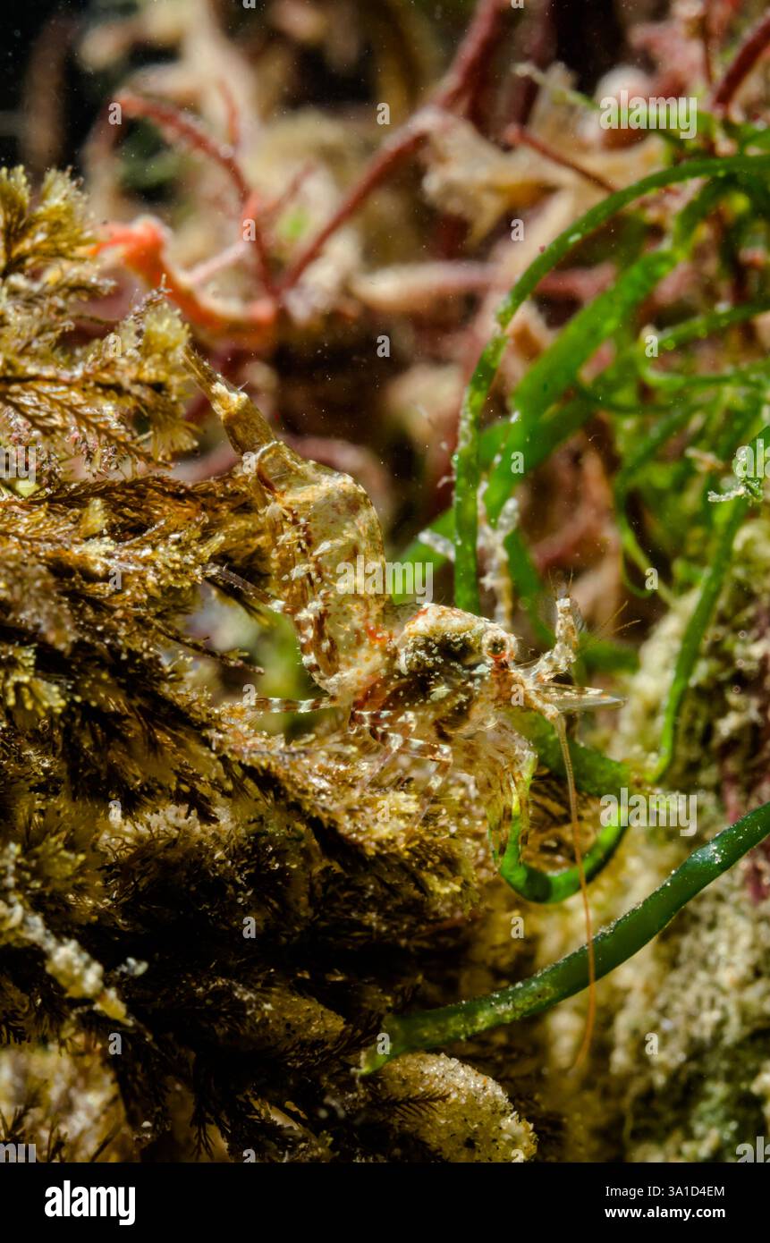 Pusiolus hi-res stock photography and images - Alamy