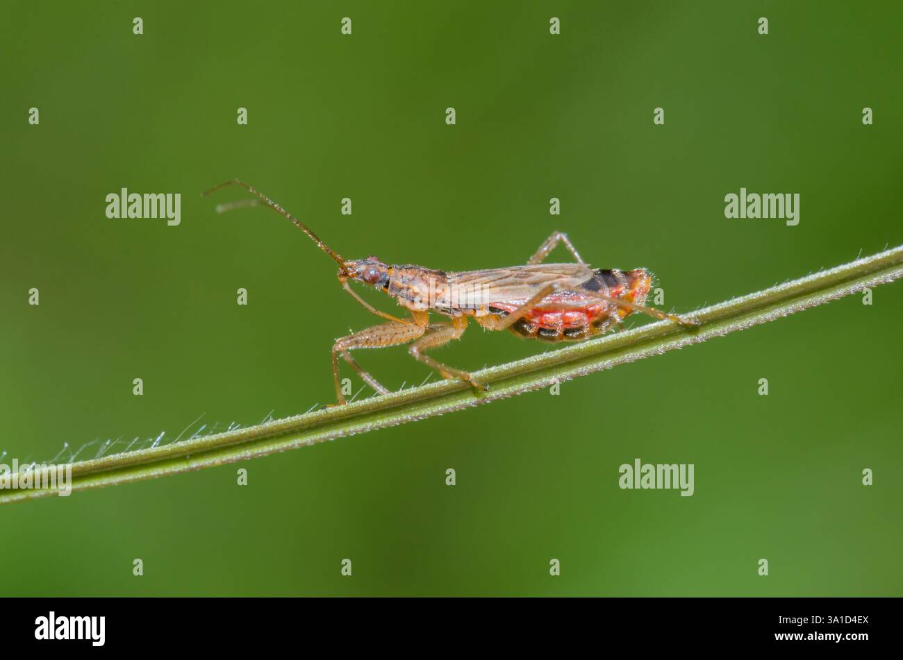 Common Damsel Bug (Nabis rugosus) Female, Nabidae in Sussex, UK Stock ...