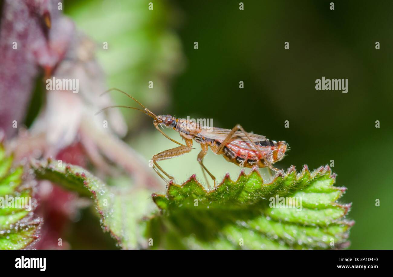 Common Damsel Bug (Nabis rugosus) Female, Nabidae in Sussex, UK Stock Photo - Alamy