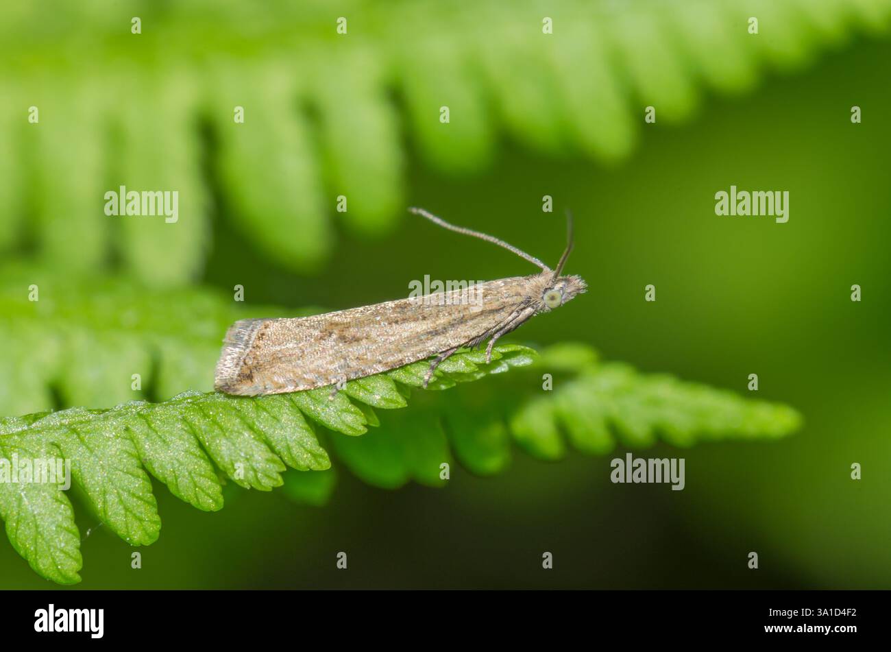 Common Lance - Rush Marble Micro Moth (Bactra lancealana), Tortricidae ...