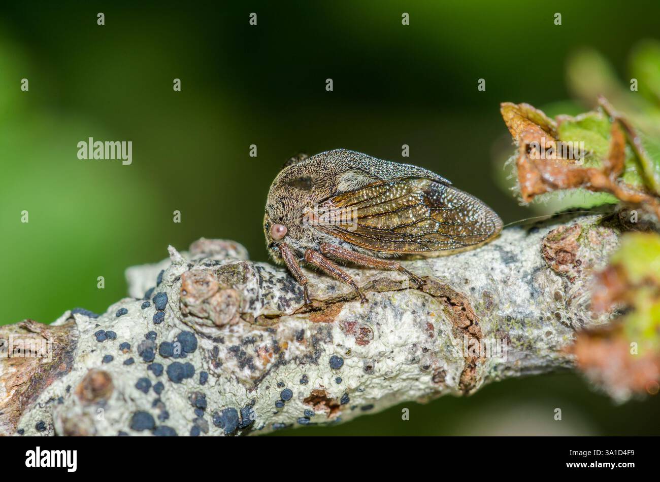 Common Treehopper (Centrotus cornutus), Membracidae. Sussex, UK Stock ...