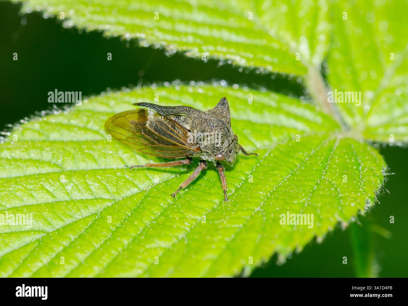 Common treehopper hi-res stock photography and images - Alamy