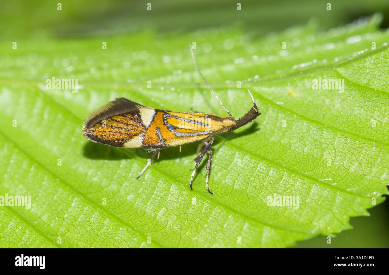 Common Tubic - Hedge Beauty Moth (Alabonia geoffrella). Oecophoridae ...