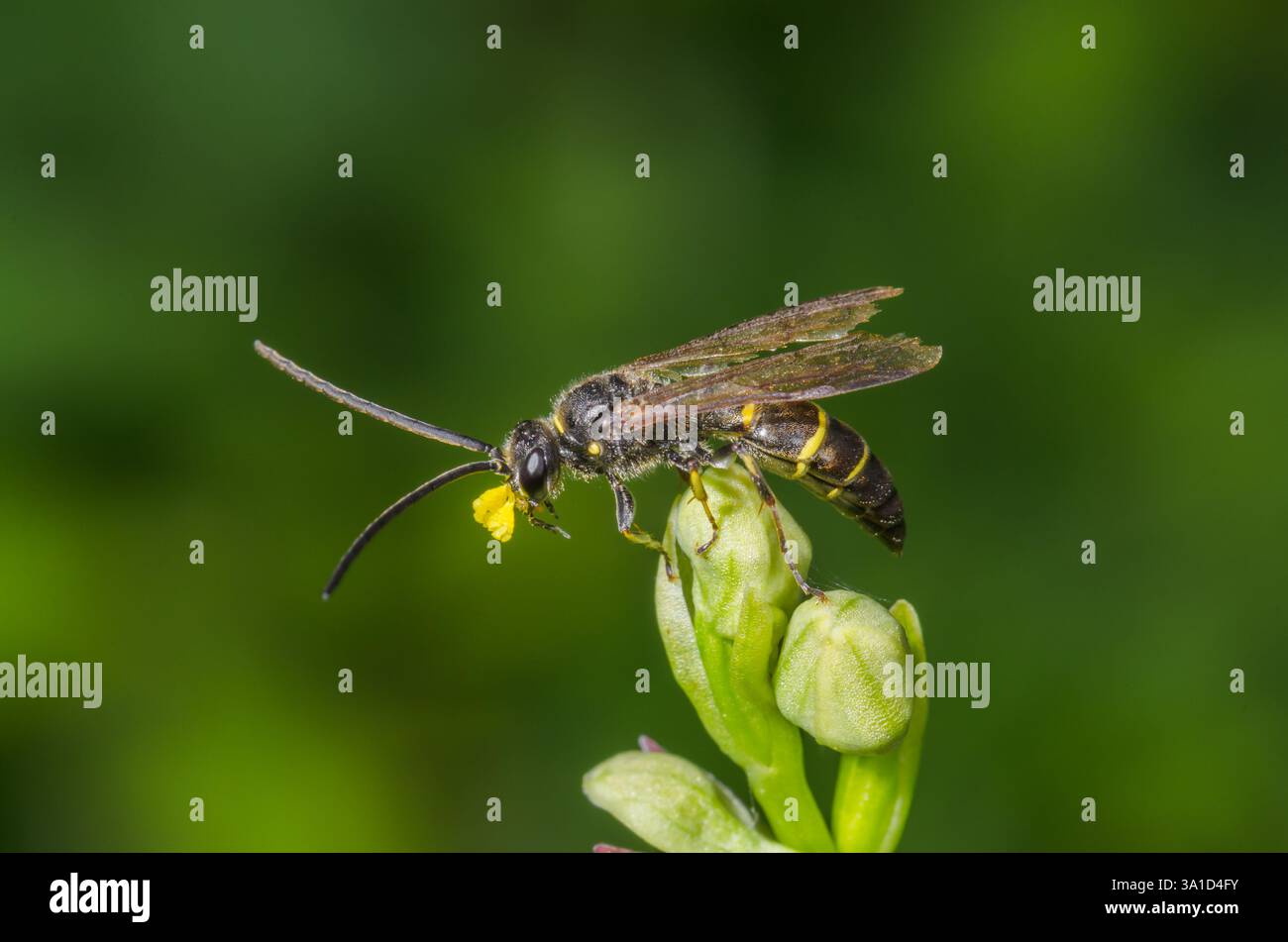 Fly orchid uk wasp hi-res stock photography and images - Alamy