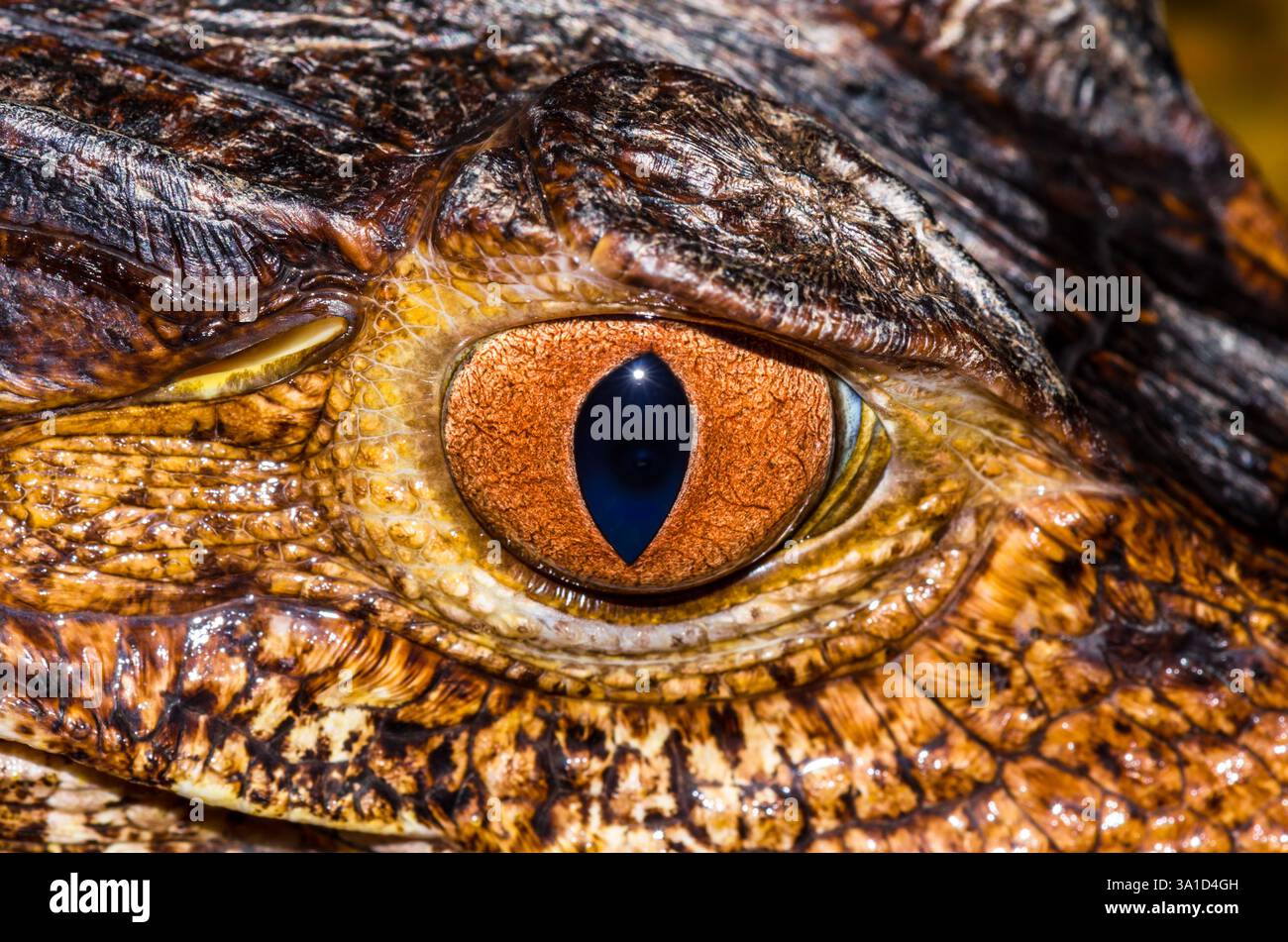 Eye of Cuvier's Dwarf Caiman (Paleosuchus palpebrosus). Alligatoridae ...