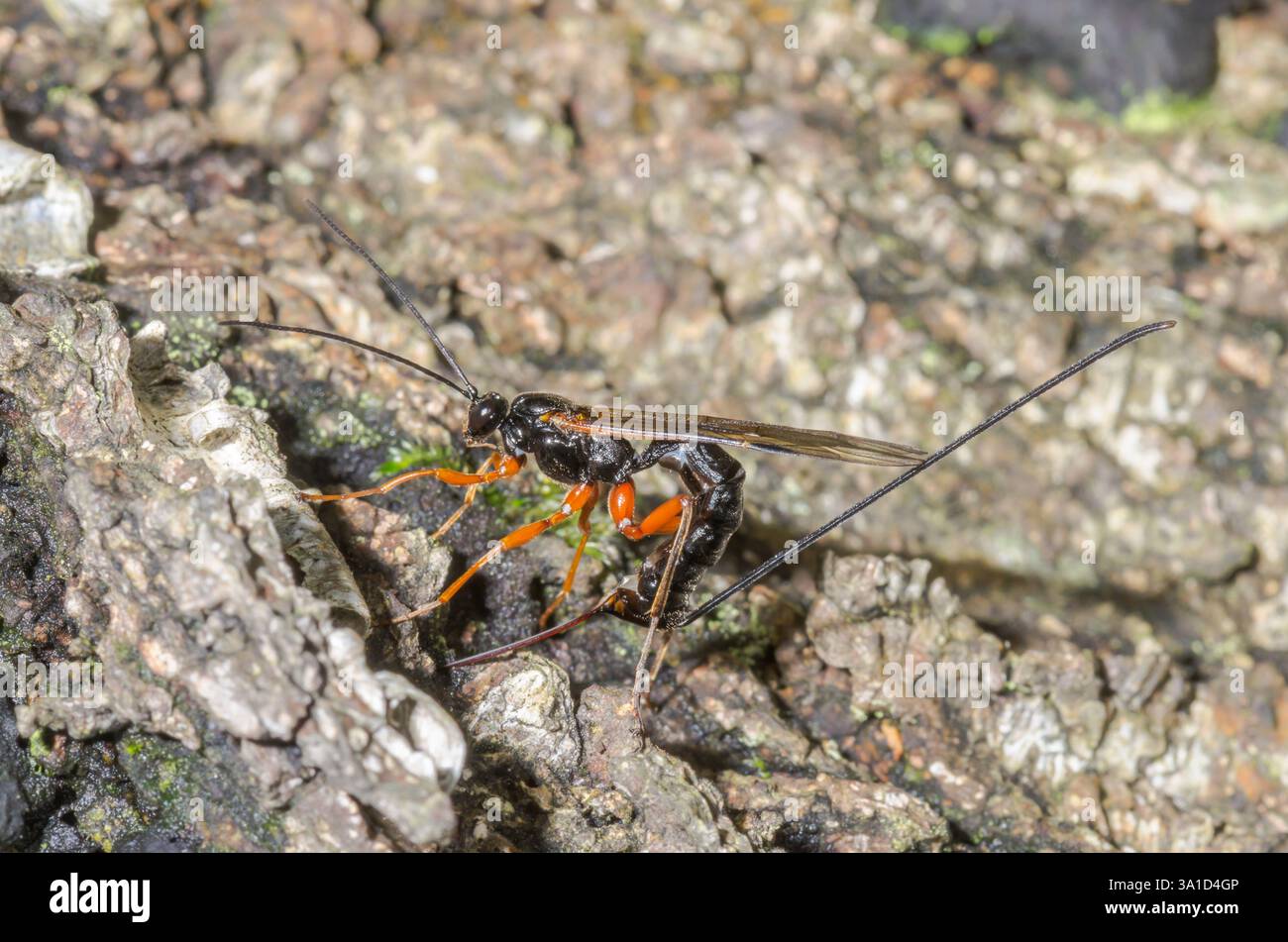 Female Darwin Wasp or Ichneumon actually laying a visible elongated ...