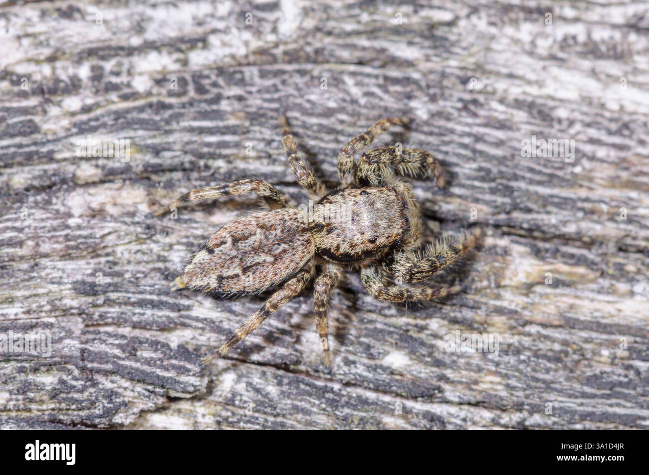 Fence post Jumping Spider Male (Marpissa muscosa), Salticidae. Sussex ...