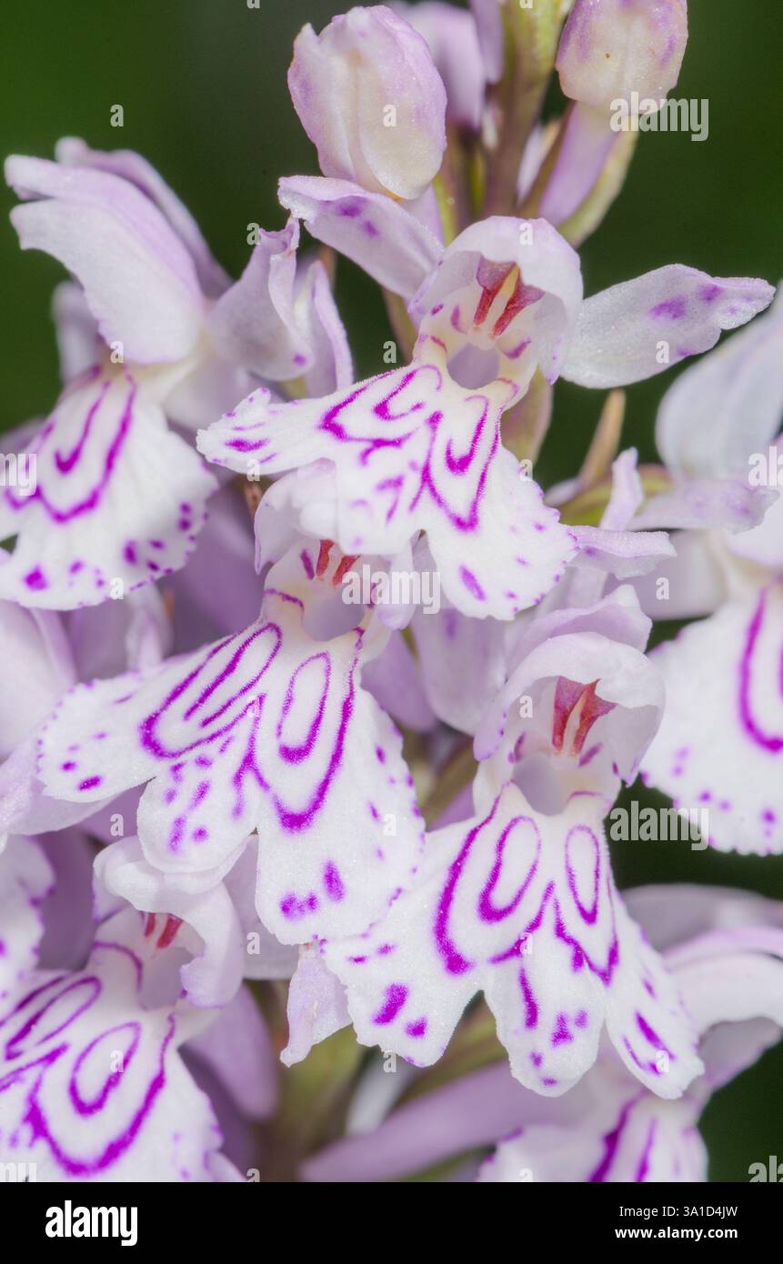 Flowers of Common Spotted Orchid (Dactylorhiza fuchsii), Orchidaceae ...