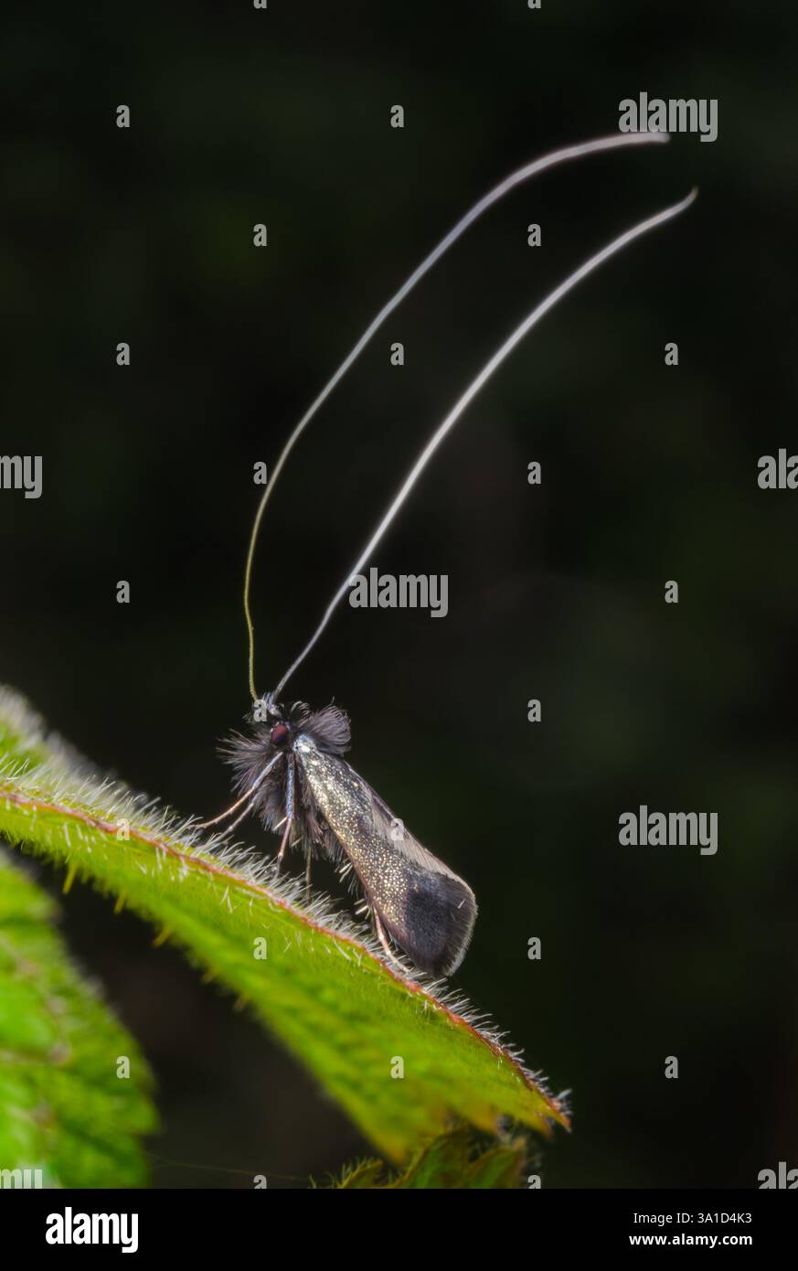 Male Green Longhorn Moth MALE (Adela reaumurella), Adelidae. Sussex, UK ...