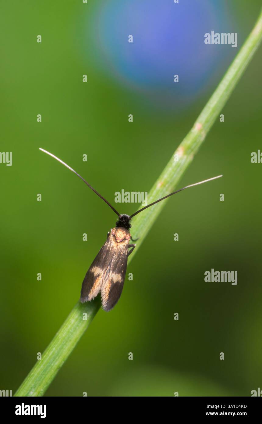 Little Long horn Longhorn Moth (Adela (Cauchas) fibulella) on Germander ...