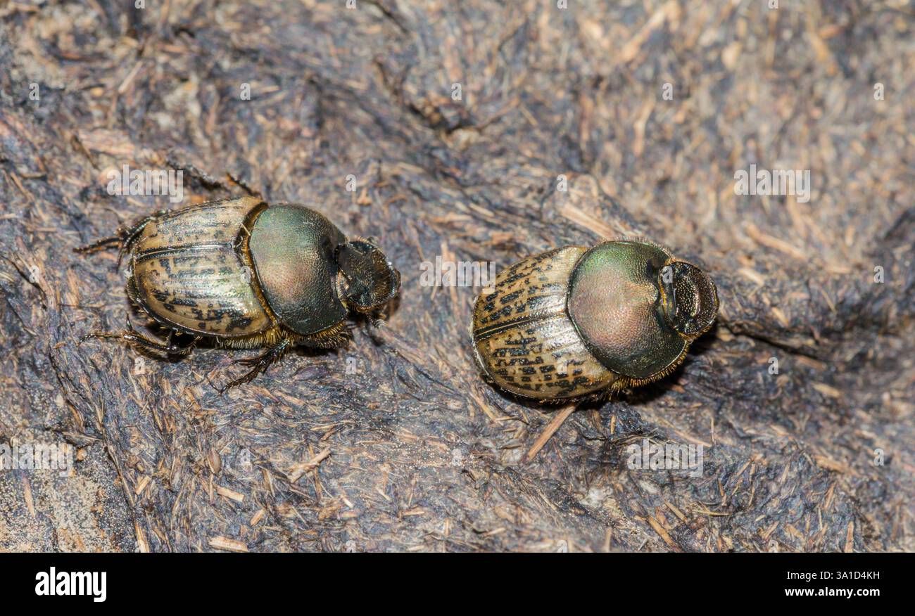 Male and Female Pair of Dung Beetles (Onthophagus medius (formerly vacca)). SCARABAEIDAE. Sussex ...