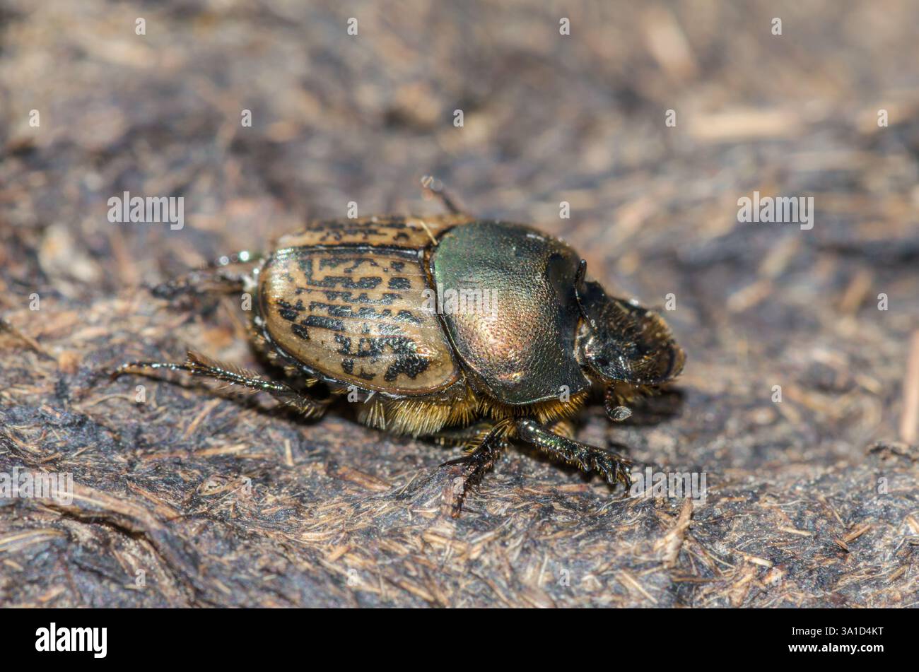 Male Dung Beetle (Onthophagus medius (formerly vacca)). SCARABAEIDAE ...