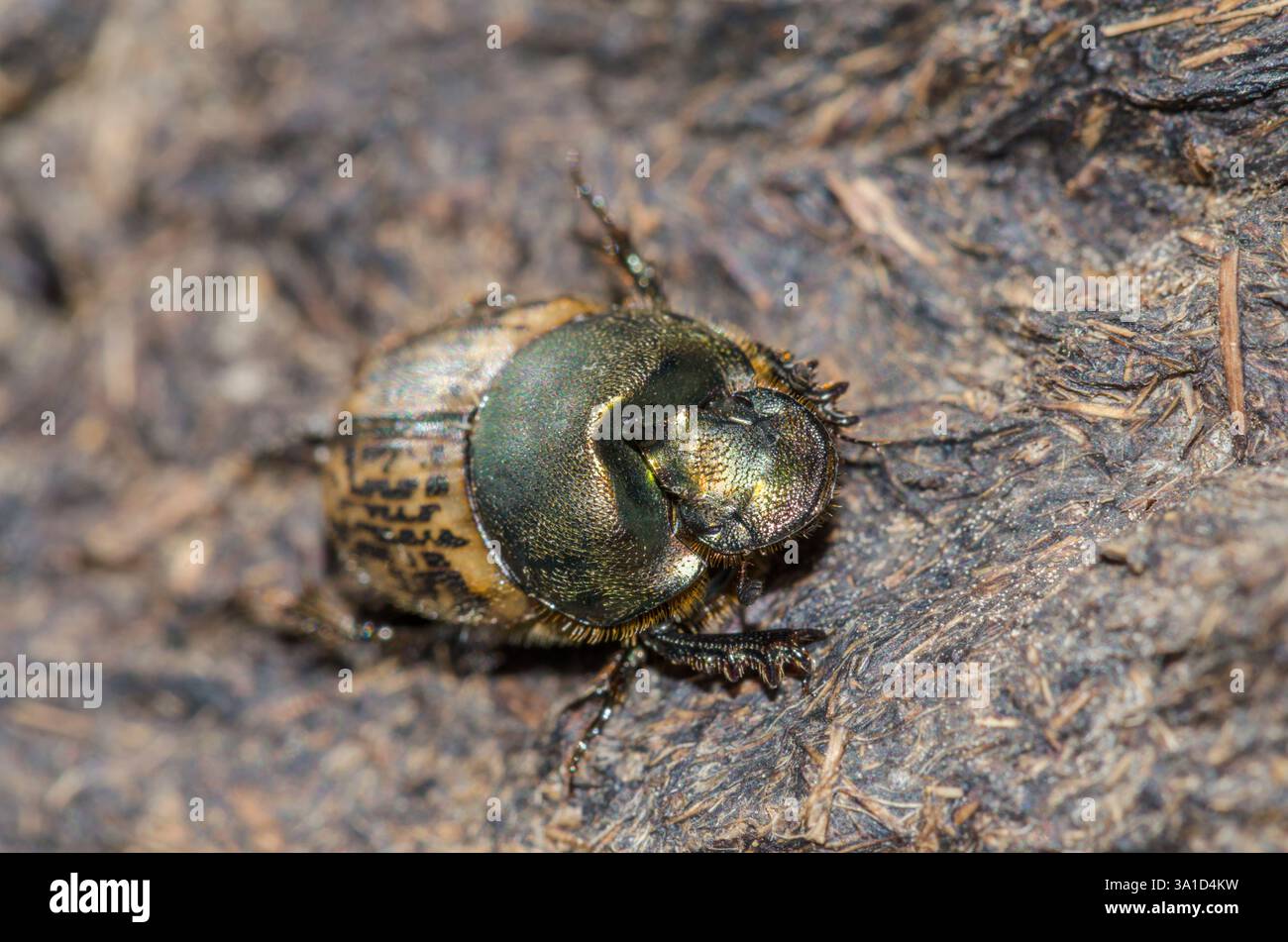 Male Dung Beetle (Onthophagus medius (formerly vacca)). SCARABAEIDAE ...