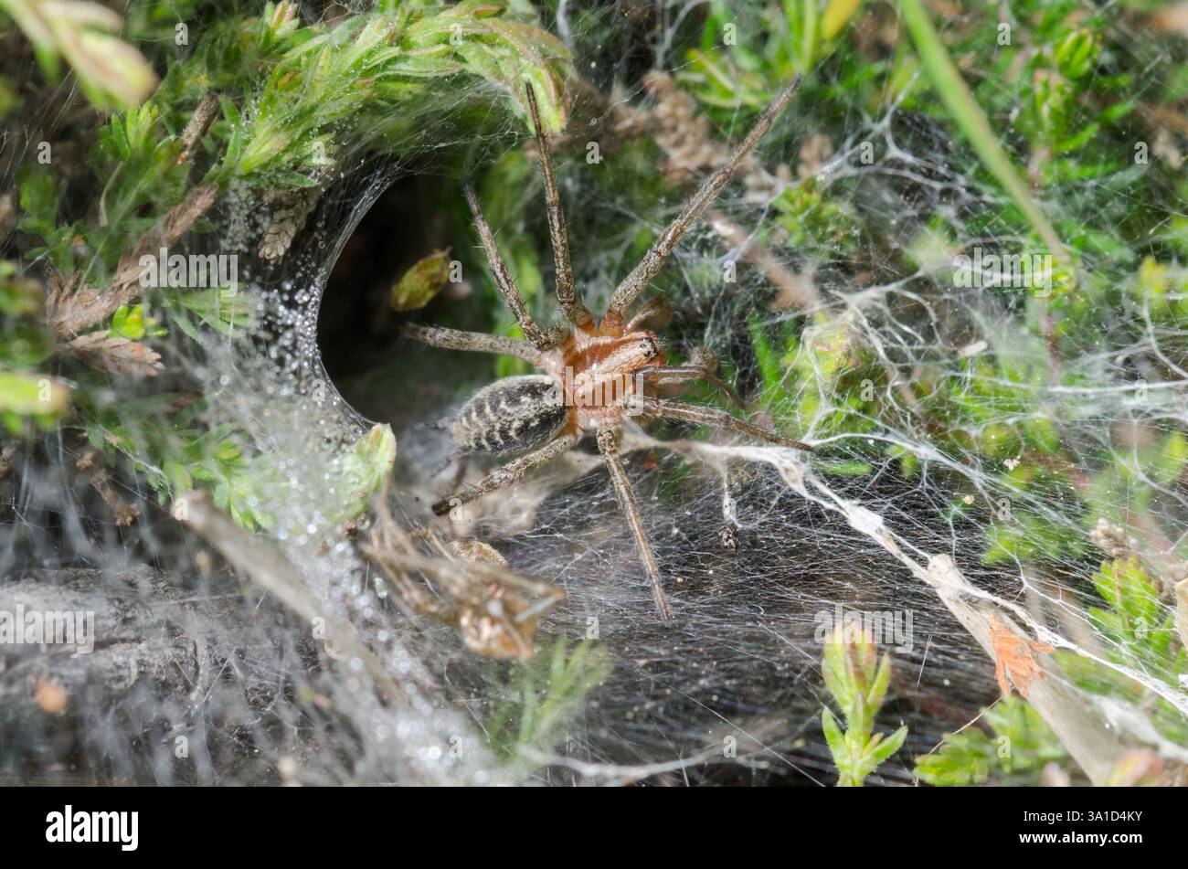 Male Labyrinth Spider (Agelena labyrinthica). Agelenidae. Sussex, UK ...