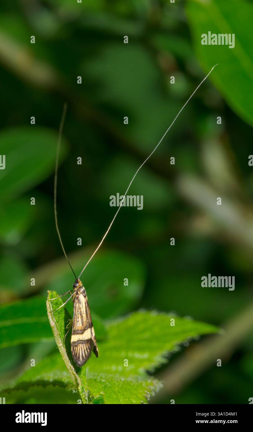 Male Lesser Banded Longhorn Moth (Adela croesella) with very long ...