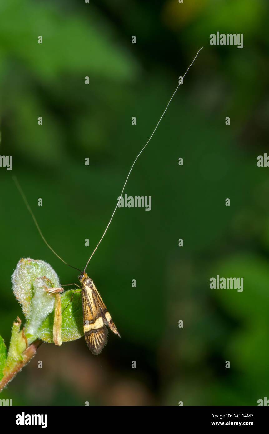 Lesser banded longhorn moth hi-res stock photography and images - Alamy