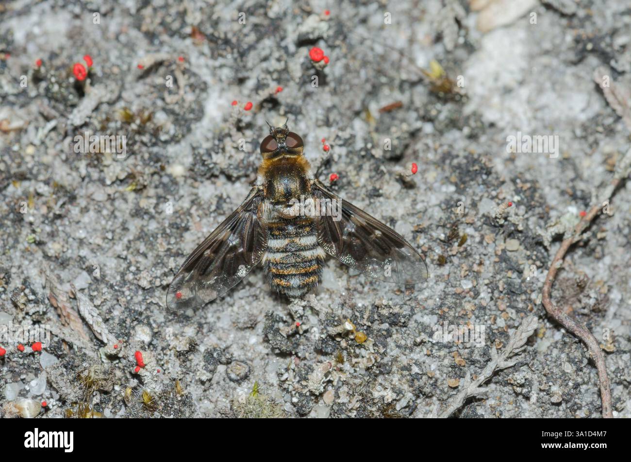 Mottled Bee fly (Thyridanthrax fenestratus), Bombyliidae. Sussex, UK Stock Photo - Alamy