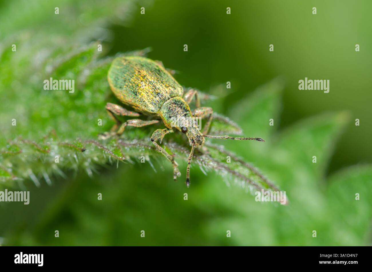 Silver Green Leaf Weevil (Phyllobius cf argentatus), Curculionidae ...