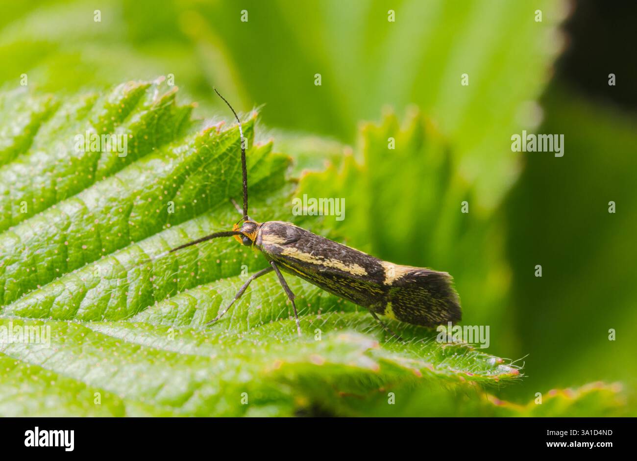 Sulphur Tubic - Bark Moth (Esperia sulphurella), Oecophoridae. Sussex ...