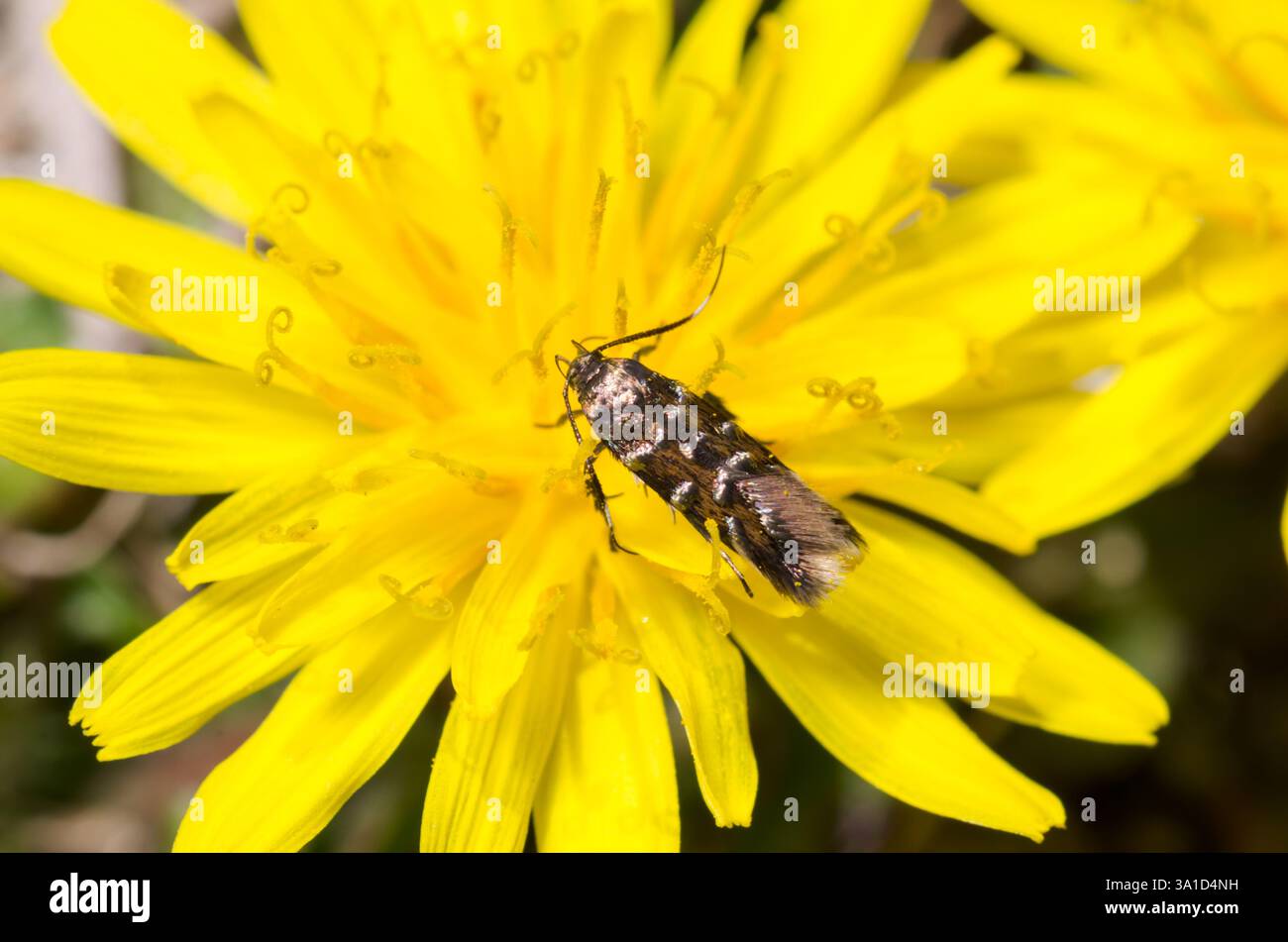 Violet cosmet moth hi-res stock photography and images - Alamy
