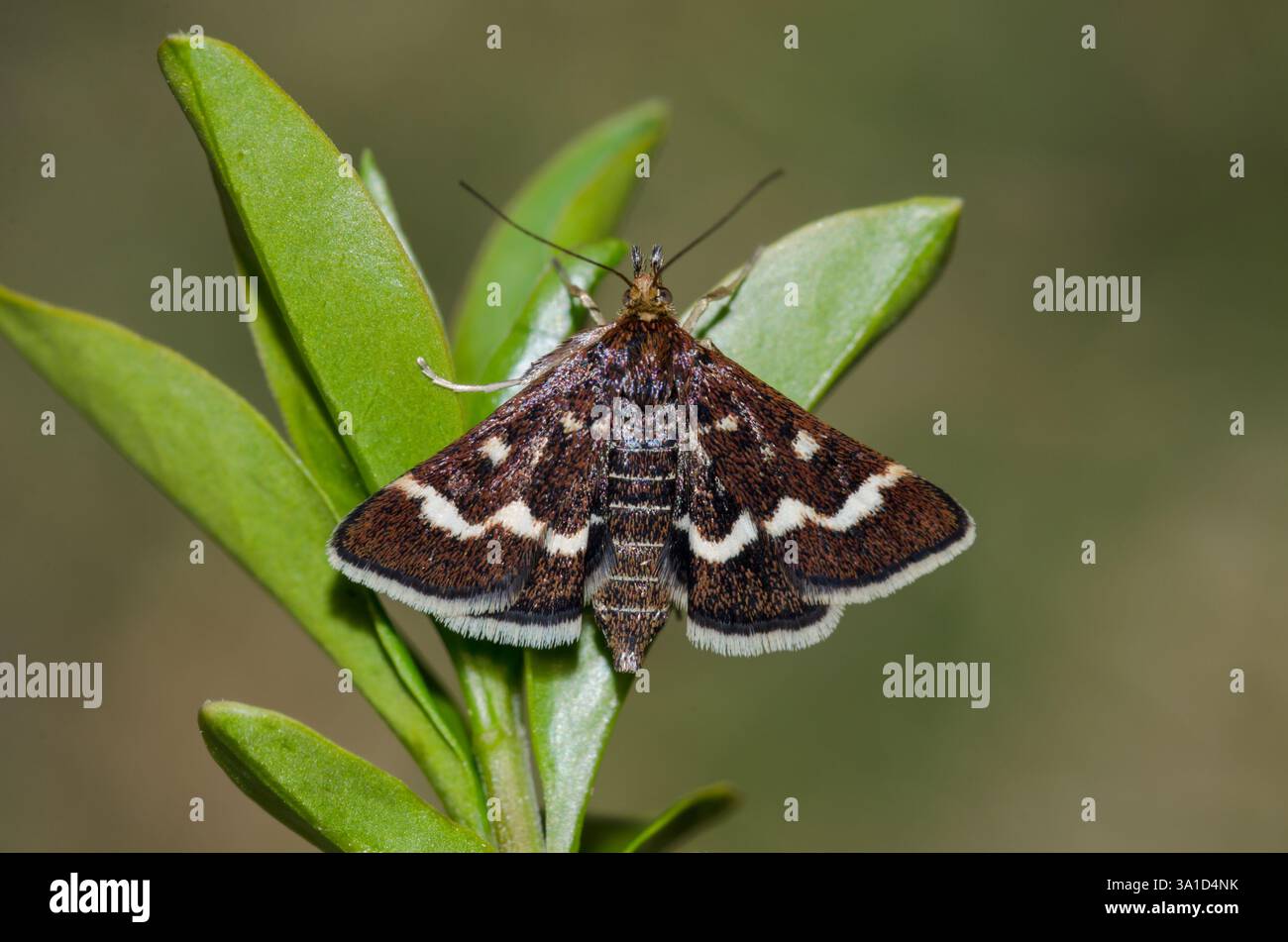 Wavy barred sable moth hi-res stock photography and images - Alamy