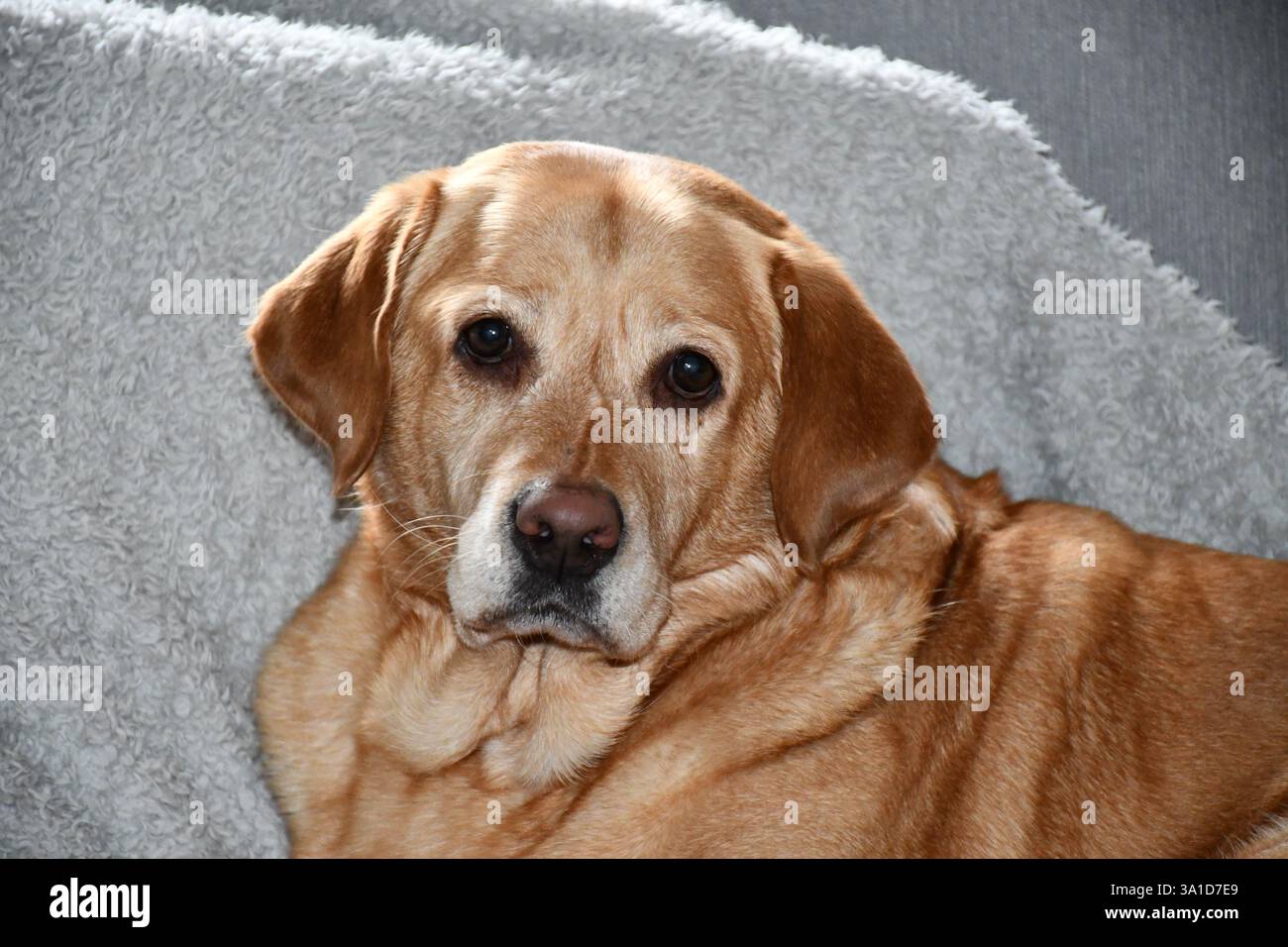 Family relaxing on floor hi-res stock photography and images - Alamy