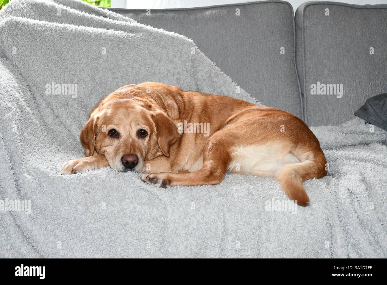 Good looking yellow labrador family hi-res stock photography and images ...