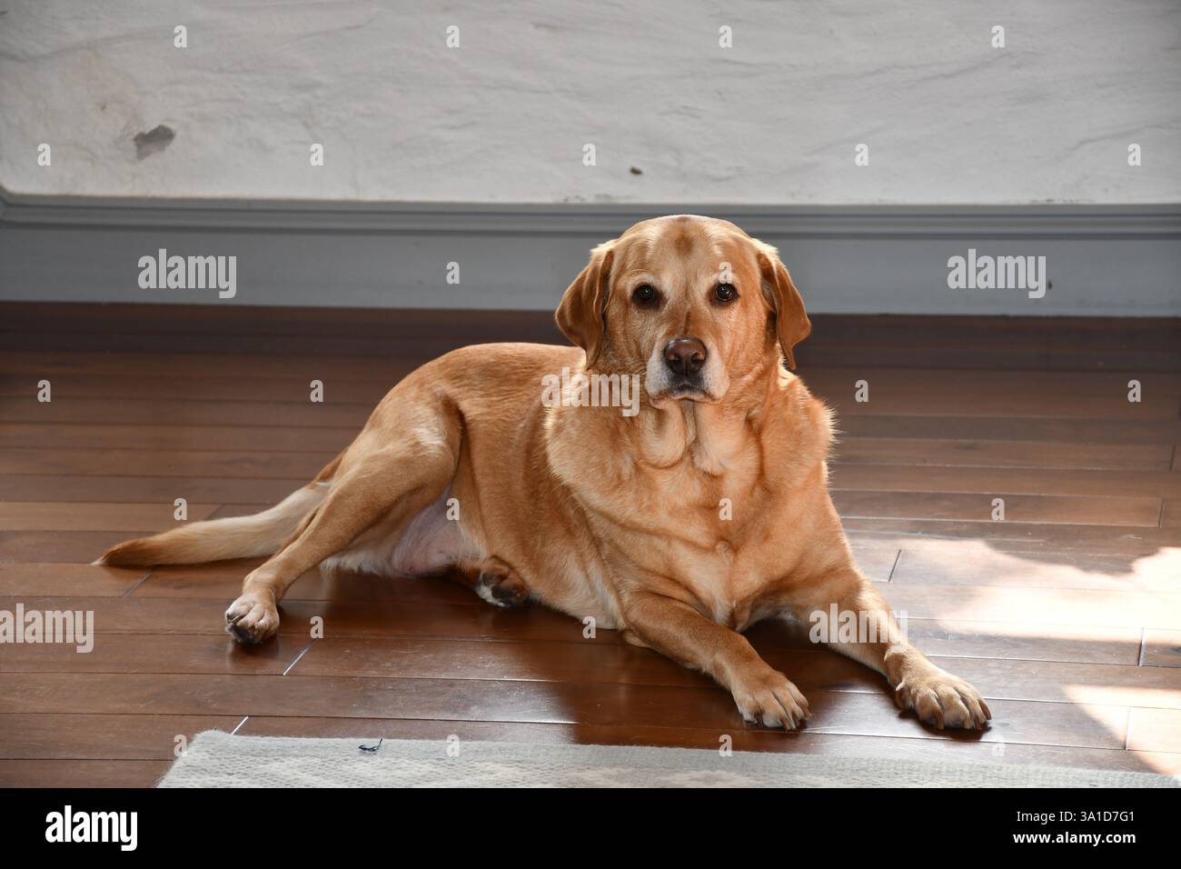Mature labrador hi-res stock photography and images - Alamy