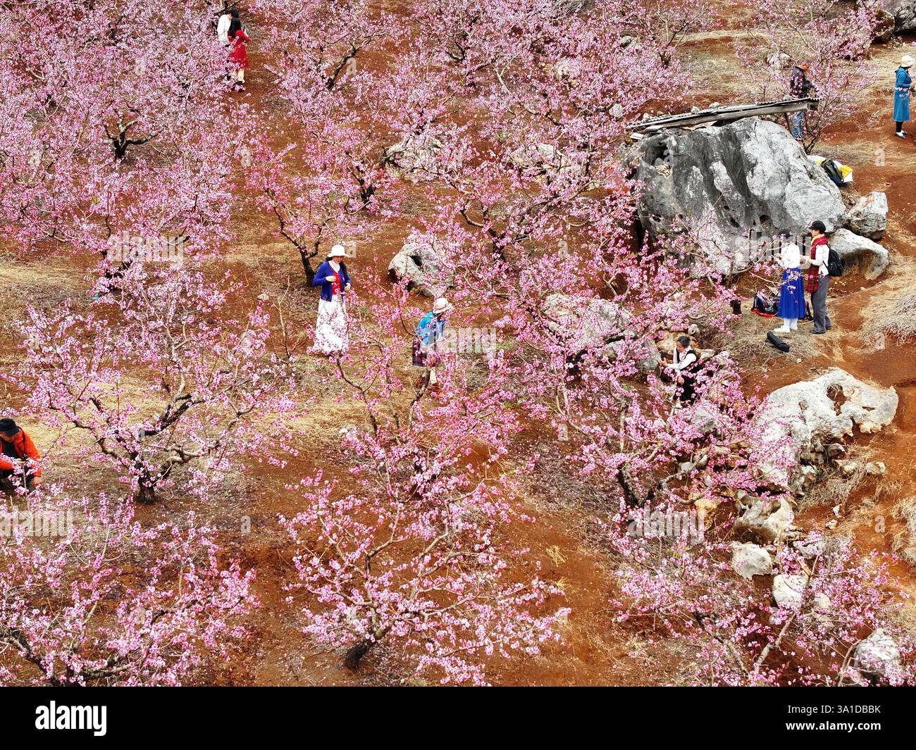 (250308) -- BEIJING, March 8, 2025 (Xinhua) -- This drone photo shows ...